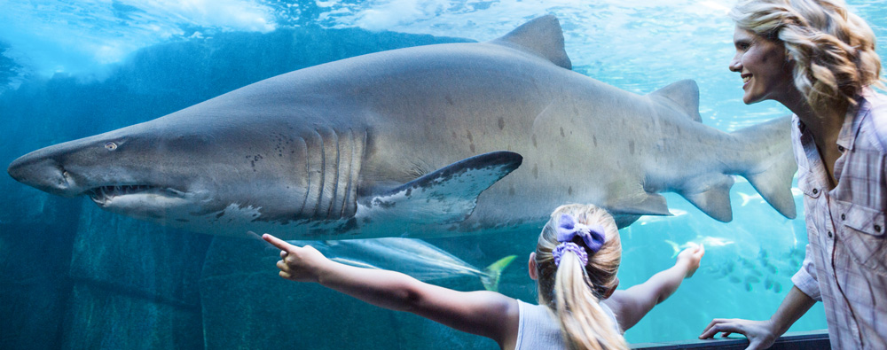 Shark Week: All about shark teeth | Delta Dental Of Washington